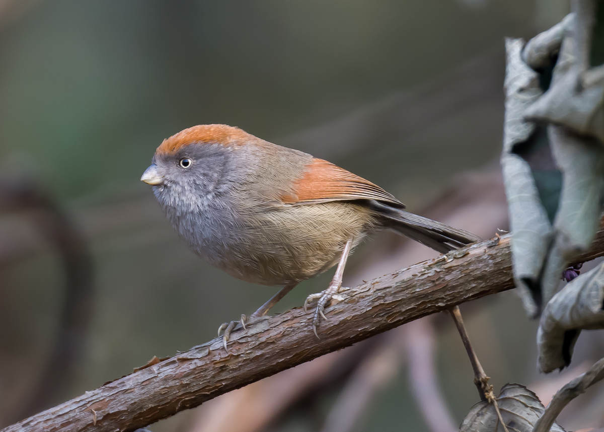 Birding Yibin, Sichuan - 10,000 Birds