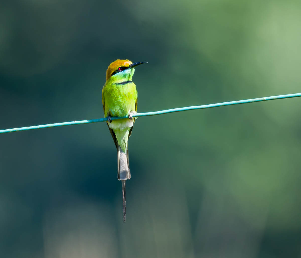 Birding Tongbiguan, Yunnan (part 1) - 10,000 Birds