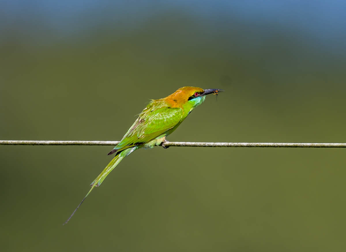 Birding Tongbiguan, Yunnan (part 1) - 10,000 Birds