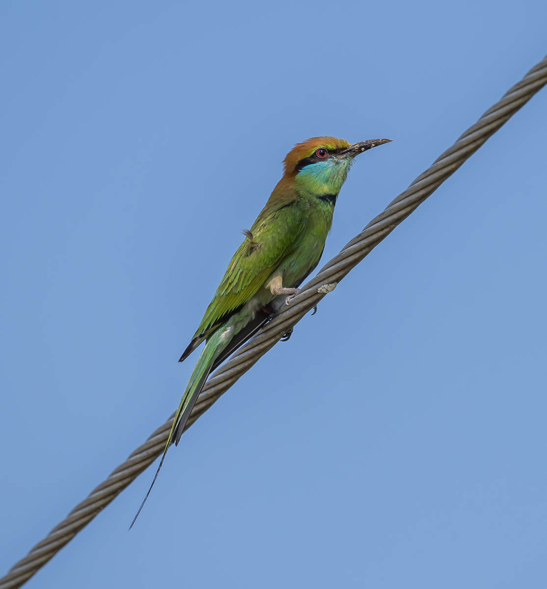 Birding Ho Chi Minh City, Vietnam - 10,000 Birds