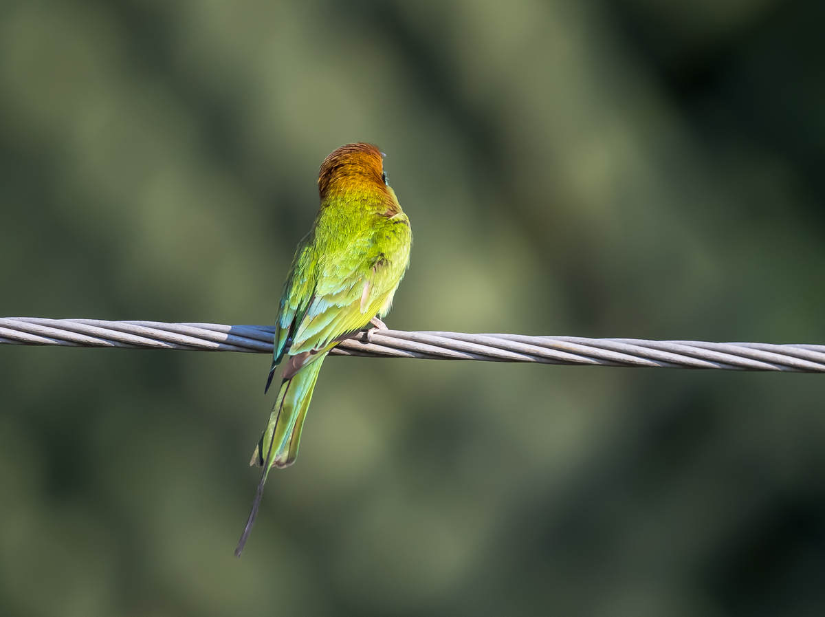 Birding Ho Chi Minh City, Vietnam - 10,000 Birds