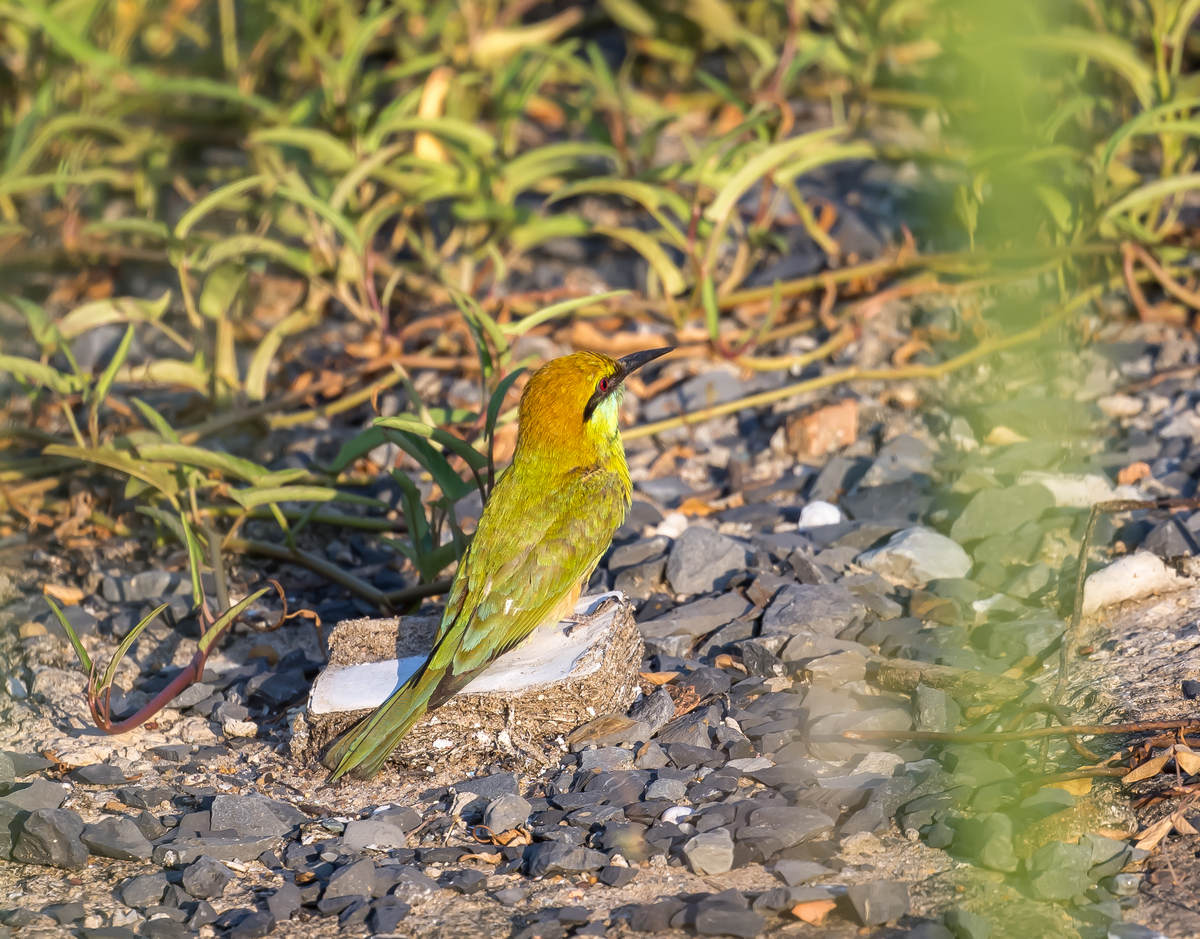 Birding Ho Chi Minh City, Vietnam - 10,000 Birds