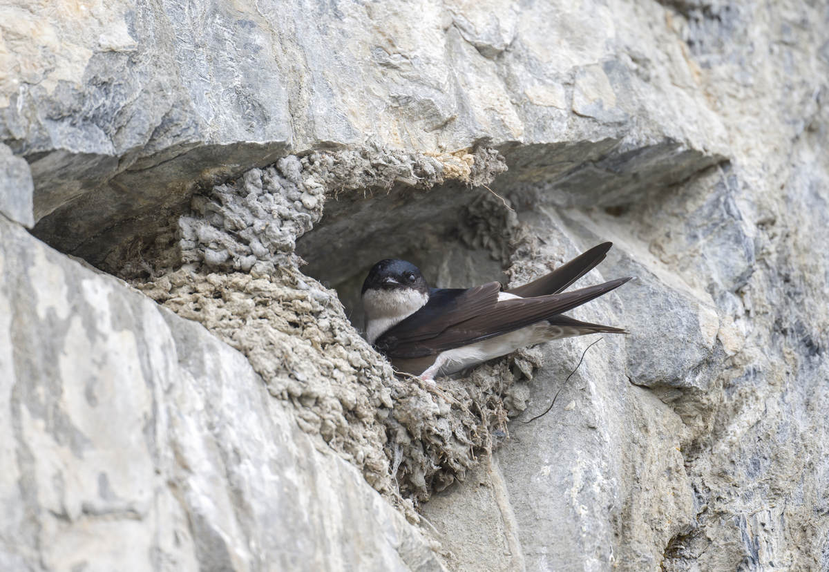 Birding Balangshan (tunnel area) in June 2023 - 10,000 Birds