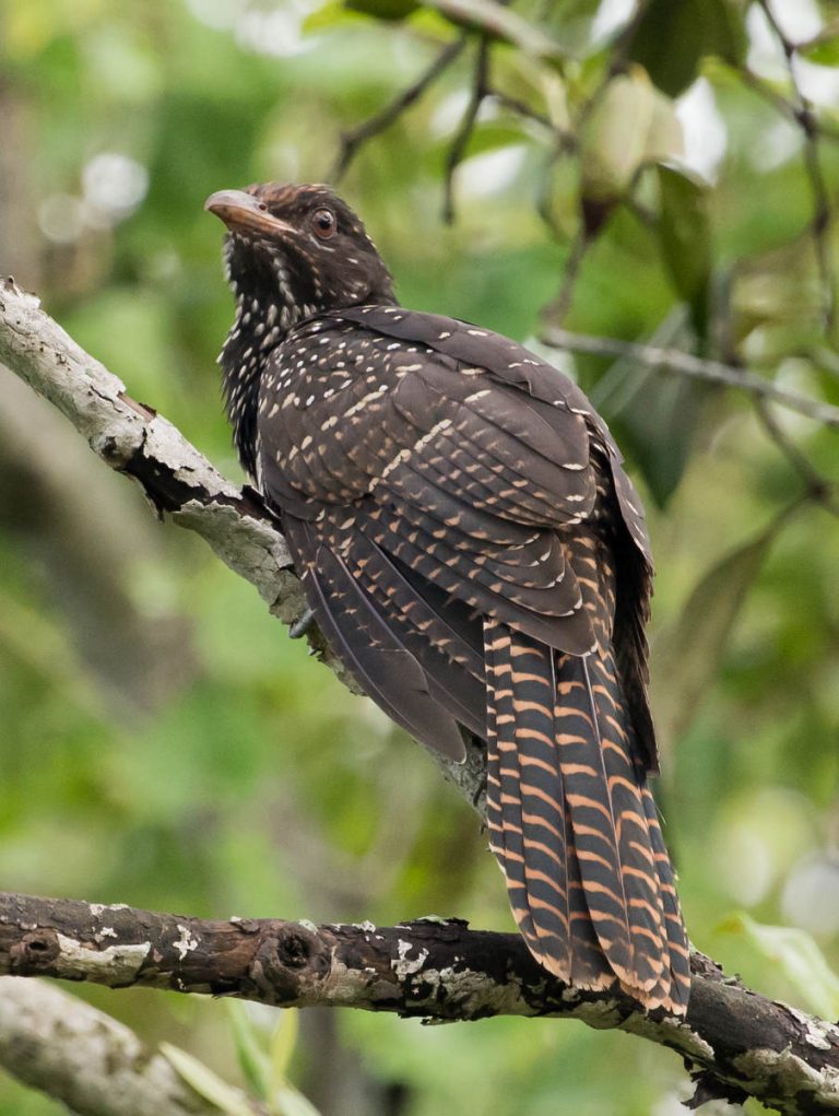 Birding Singapore - 10,000 Birds