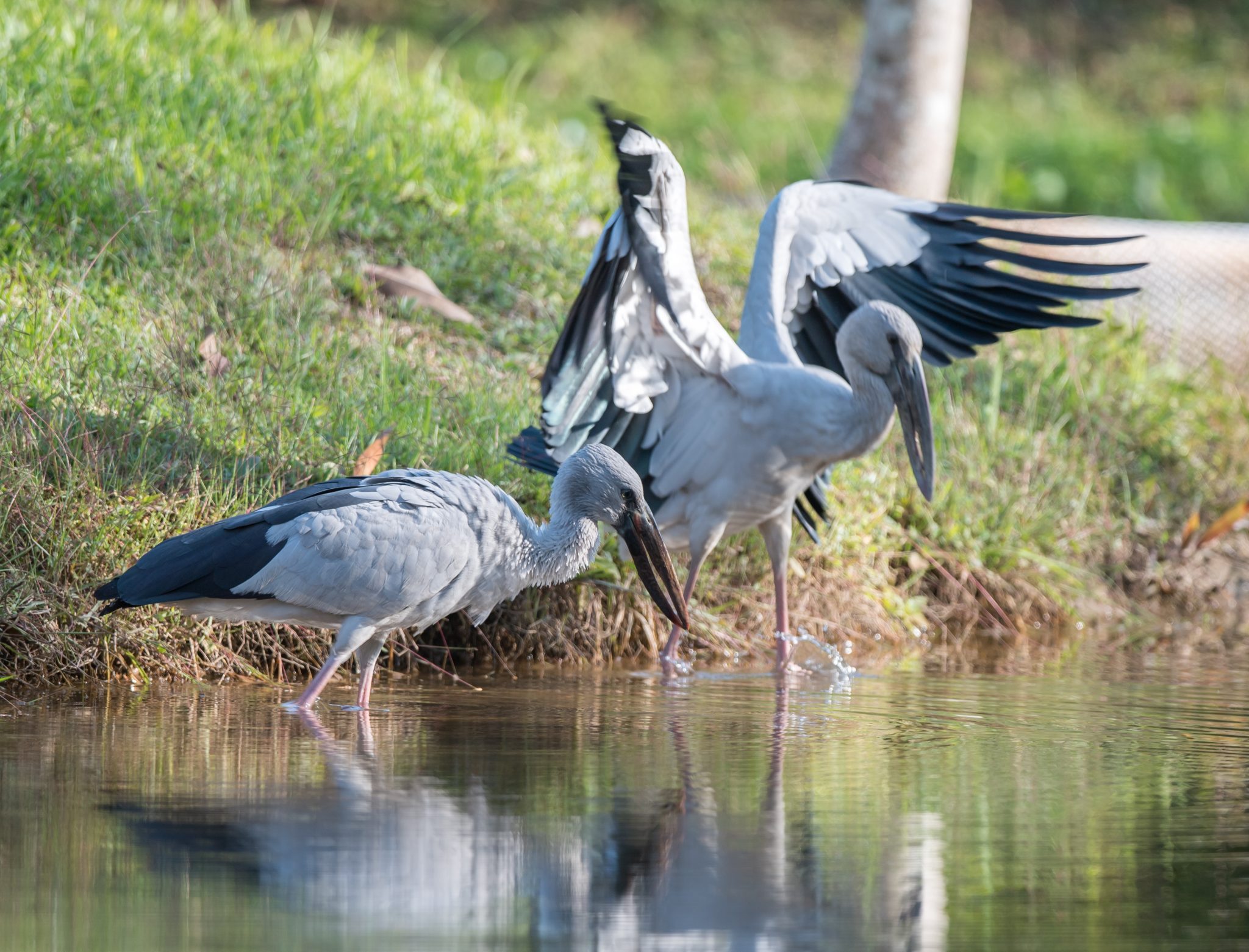 Birding Xishuangbanna, Yunnan, China - 10,000 Birds