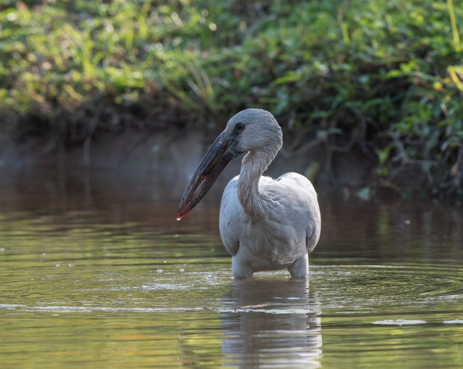 Birding Xishuangbanna, Yunnan, China - 10,000 Birds
