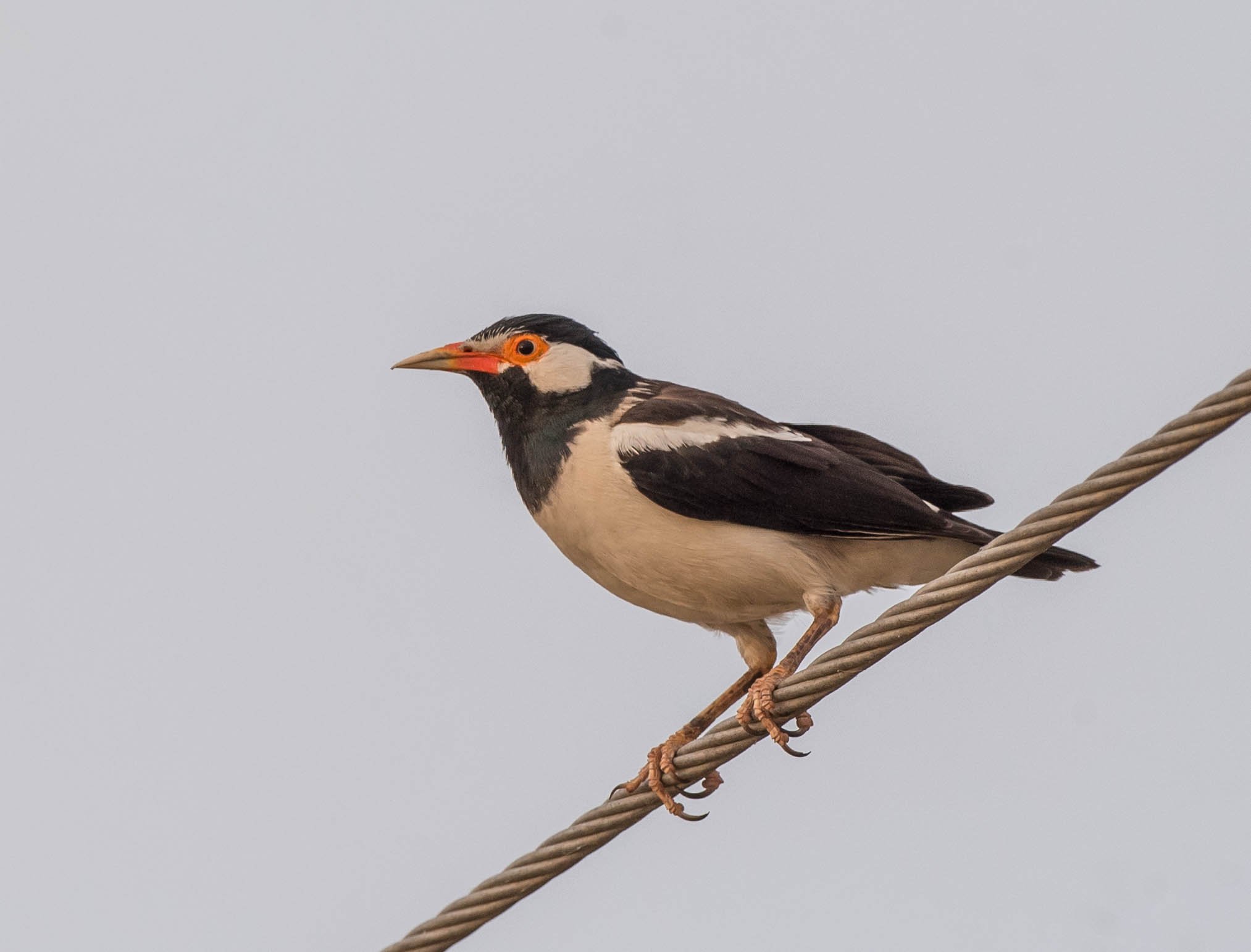 Birding in the Delhi area Part 1 - 10,000 Birds
