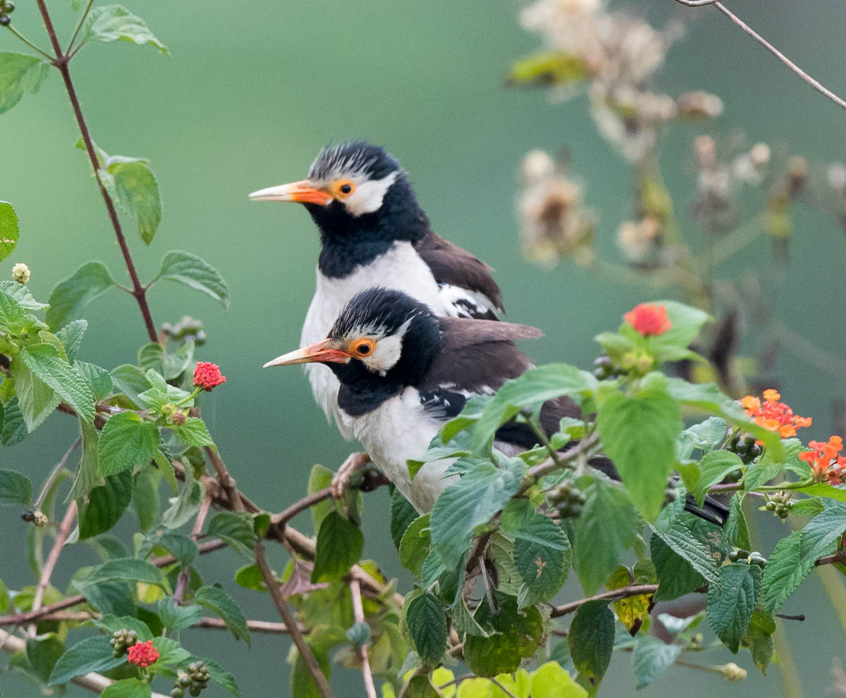 Birding Nabang, Yunnan (2) - 10,000 Birds
