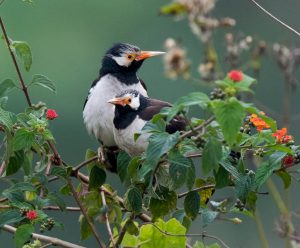 Birding Nabang, Yunnan (2) - 10,000 Birds