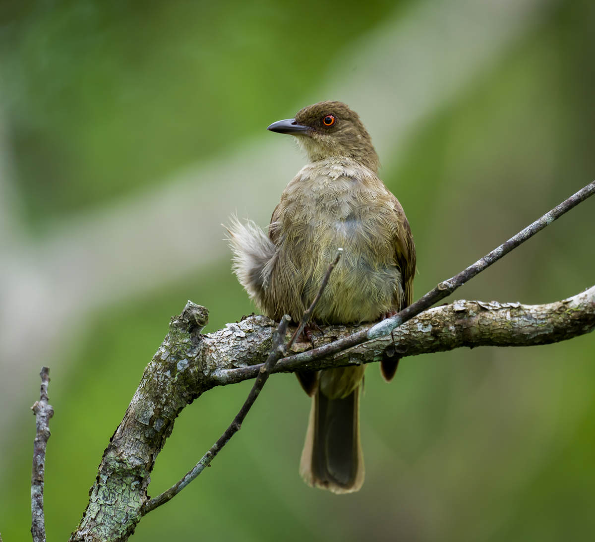 Birding Sepilok, Borneo (Part 3) - 10,000 Birds