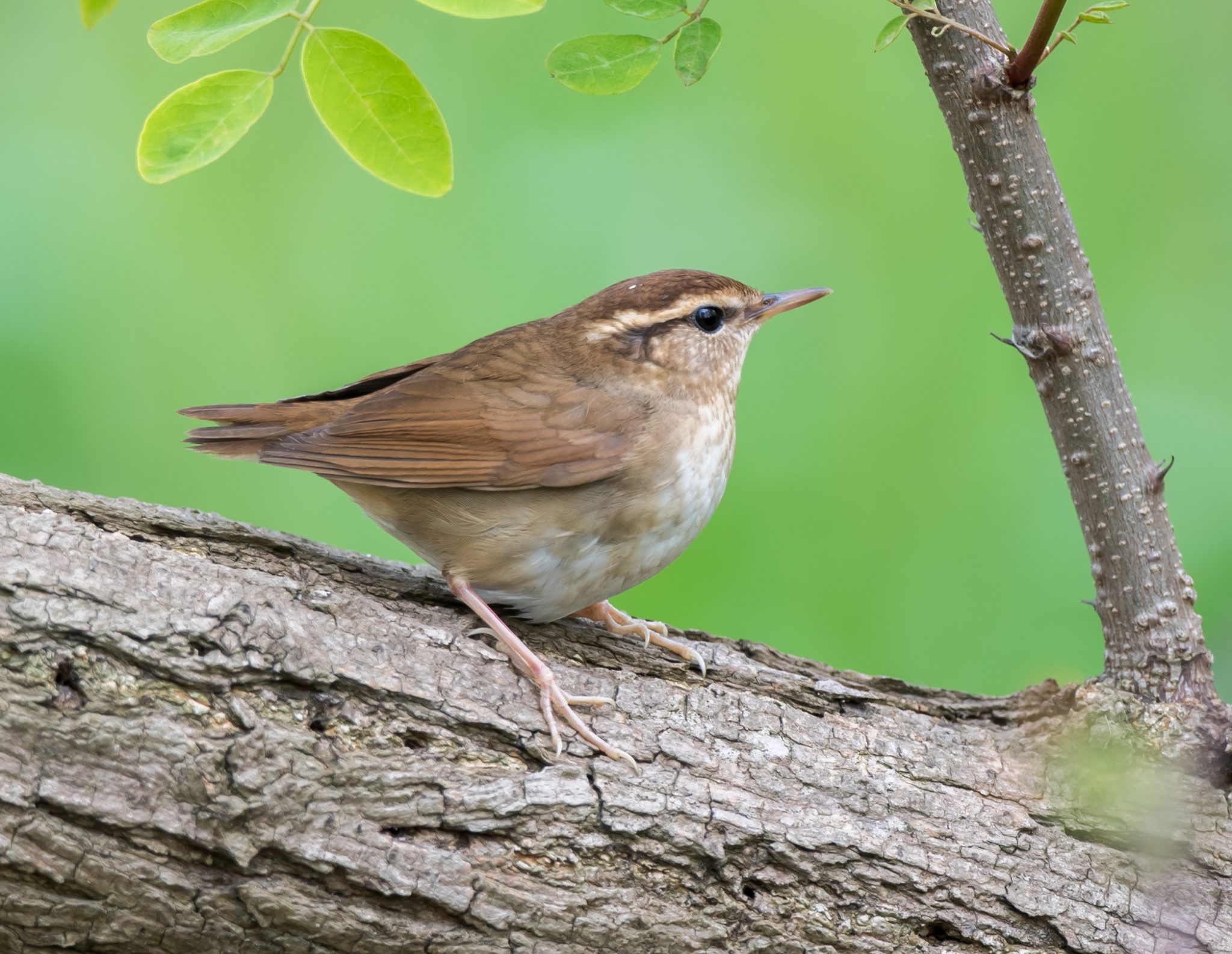 Shanghai birds in April - 10,000 Birds