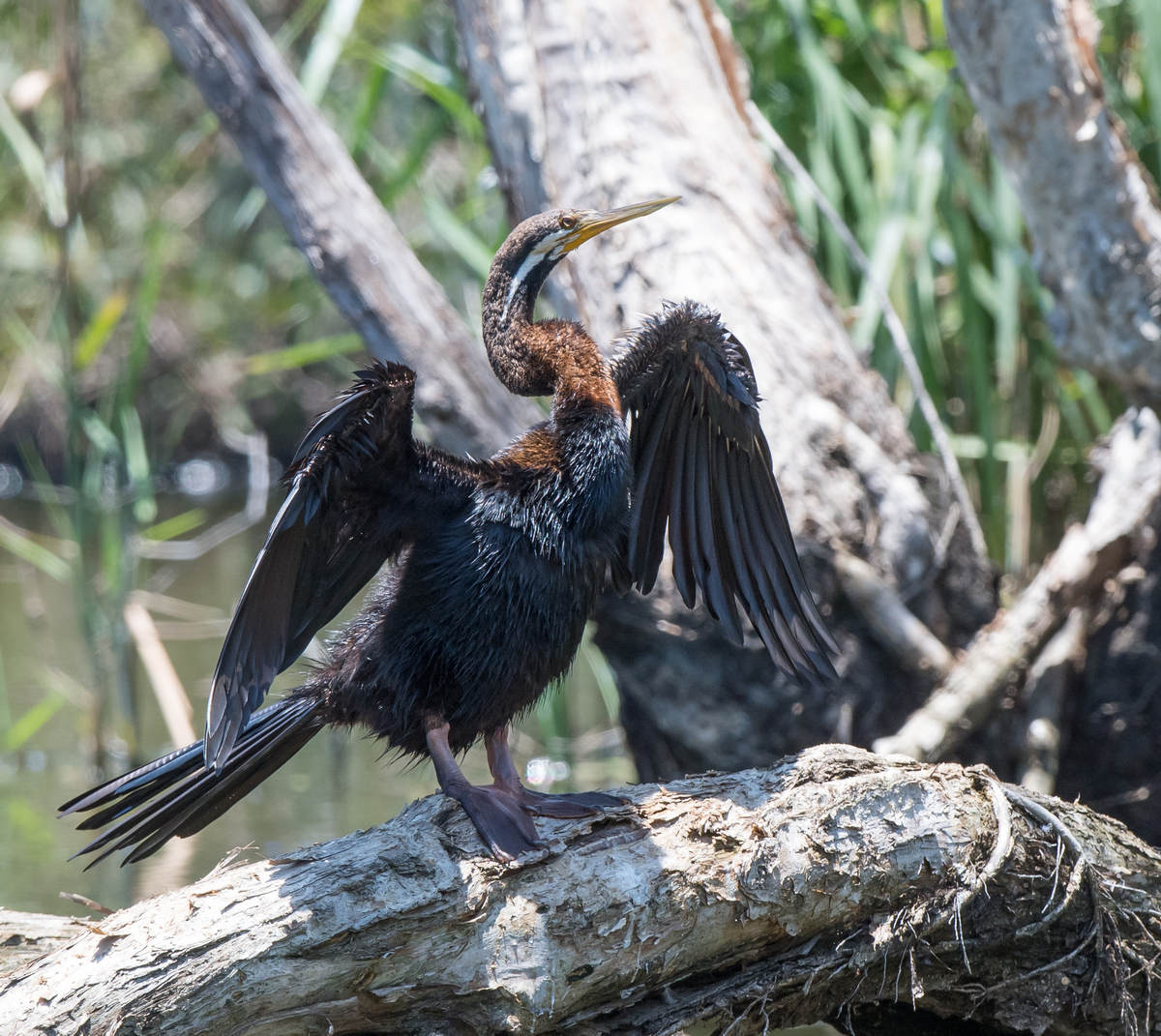 15 Australian Birds (Episode 7) - 10,000 Birds