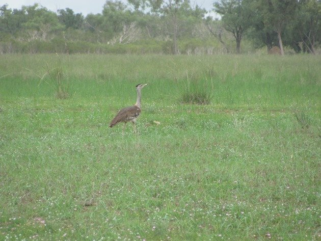 Australian Bustard - 10,000 Birds