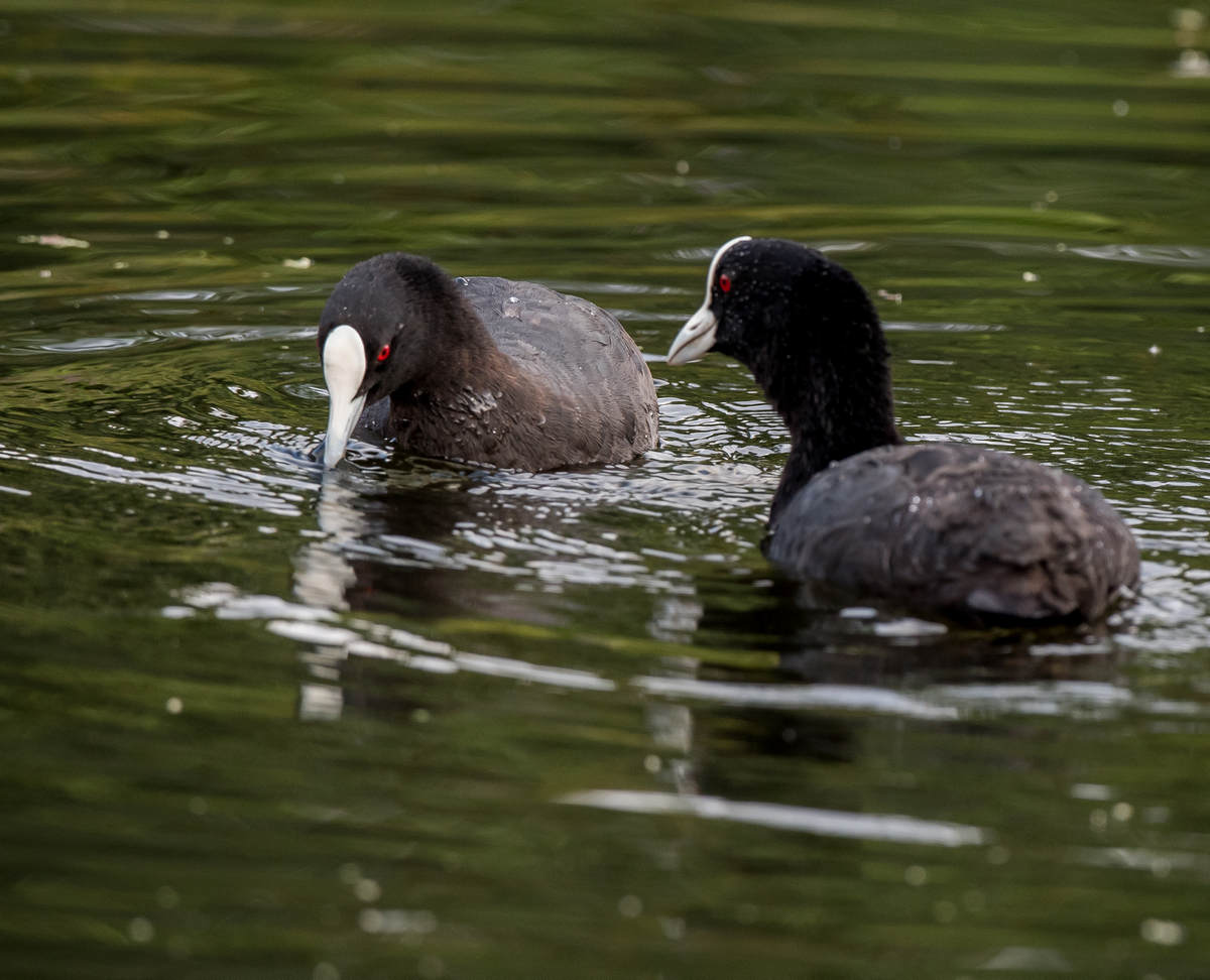 15 Australian Birds (Episode 1) - 10,000 Birds