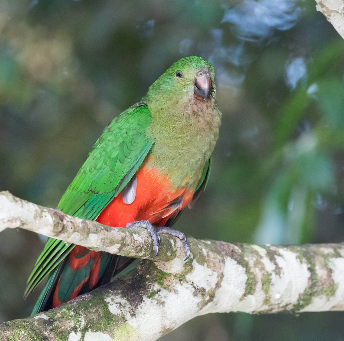 15 Australian Birds (Episode 3) - 10,000 Birds