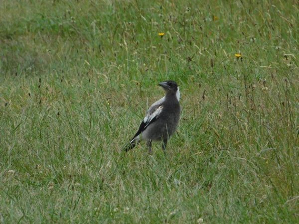 Australian Magpies in Victoria - 10,000 Birds