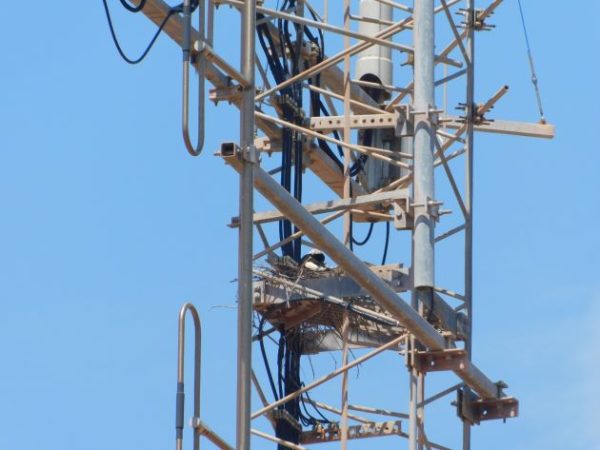 Australian Magpies breeding in Broome - 10,000 Birds