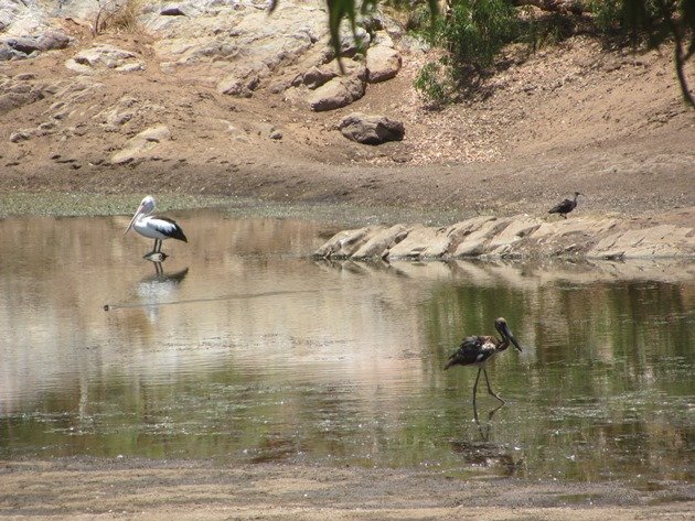 Marble Bar birding - 10,000 Birds