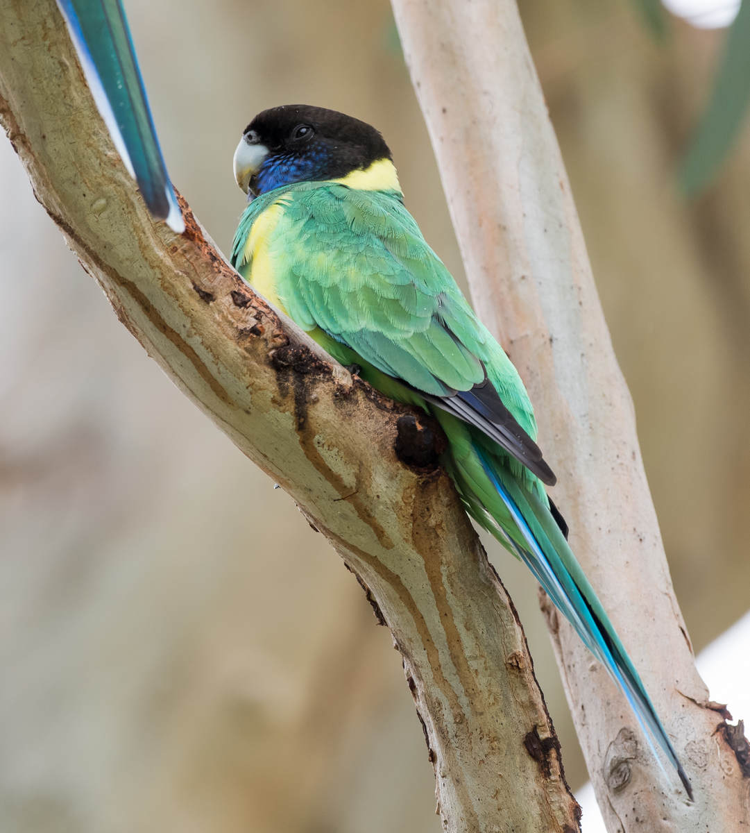 15 Australian Birds (Episode 4) - 10,000 Birds