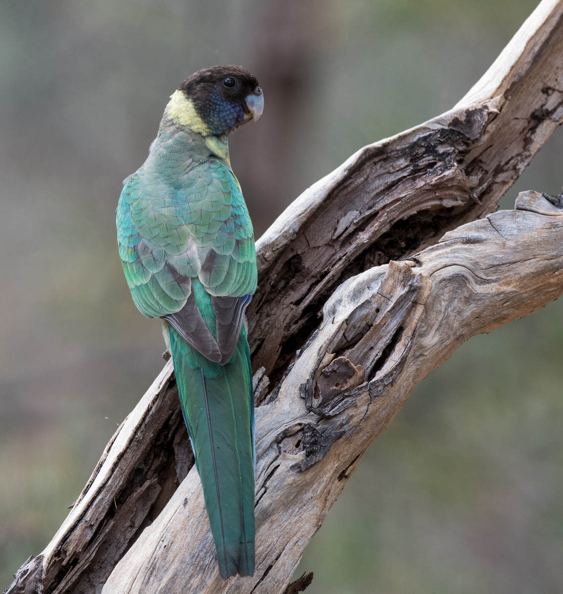 15 Australian Birds (Episode 4) - 10,000 Birds