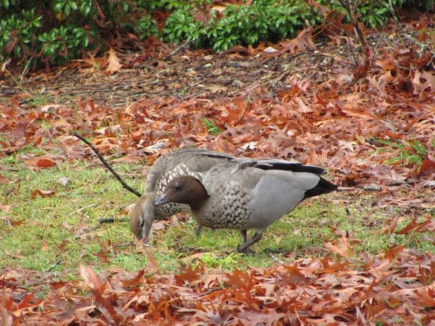 Autumn birding in the Blue Mountains - 10,000 Birds