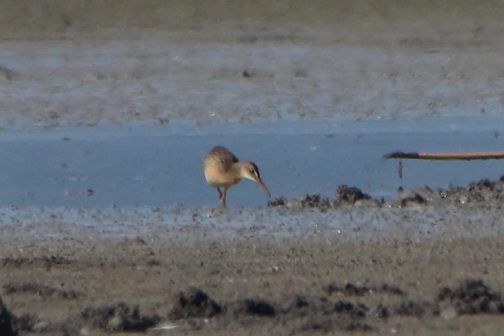 Please Don’t Ask for an Aztec - 10,000 Birds