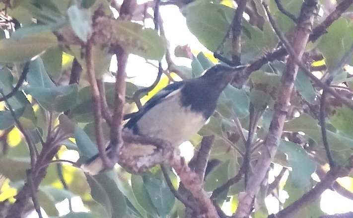 The Elusive Aztec Thrush - 10,000 Birds