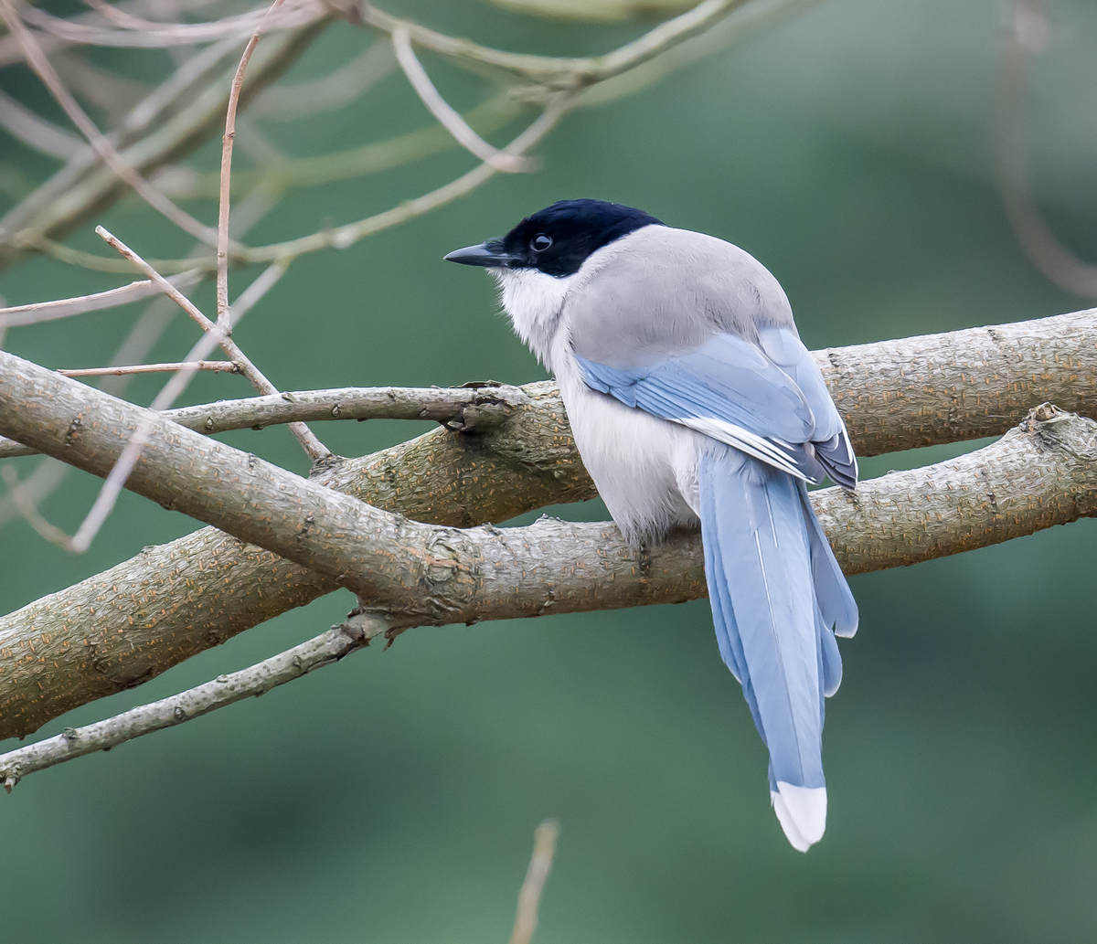 Birding Shanghai in December 2022 - 10,000 Birds