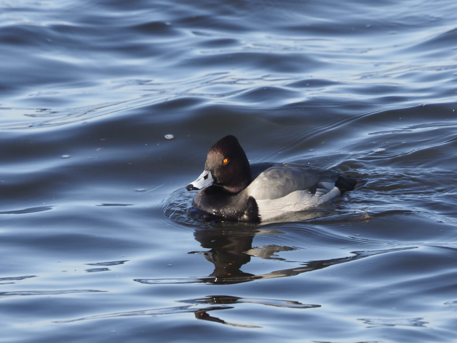 Horrible Hybrids - 10,000 Birds