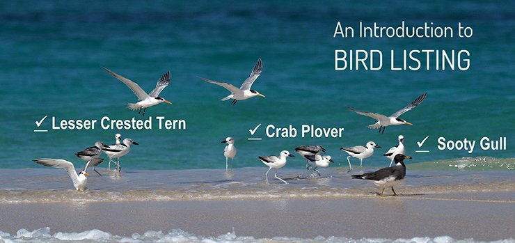 Bird Guides Produce Online Birding Tutorials - 10,000 Birds