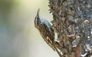 Brown Creepers Nesting at Lassen Volcanic National Park - 10,000 Birds