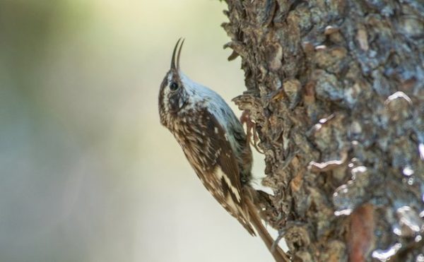 Brown Creepers Nesting at Lassen Volcanic National Park - 10,000 Birds