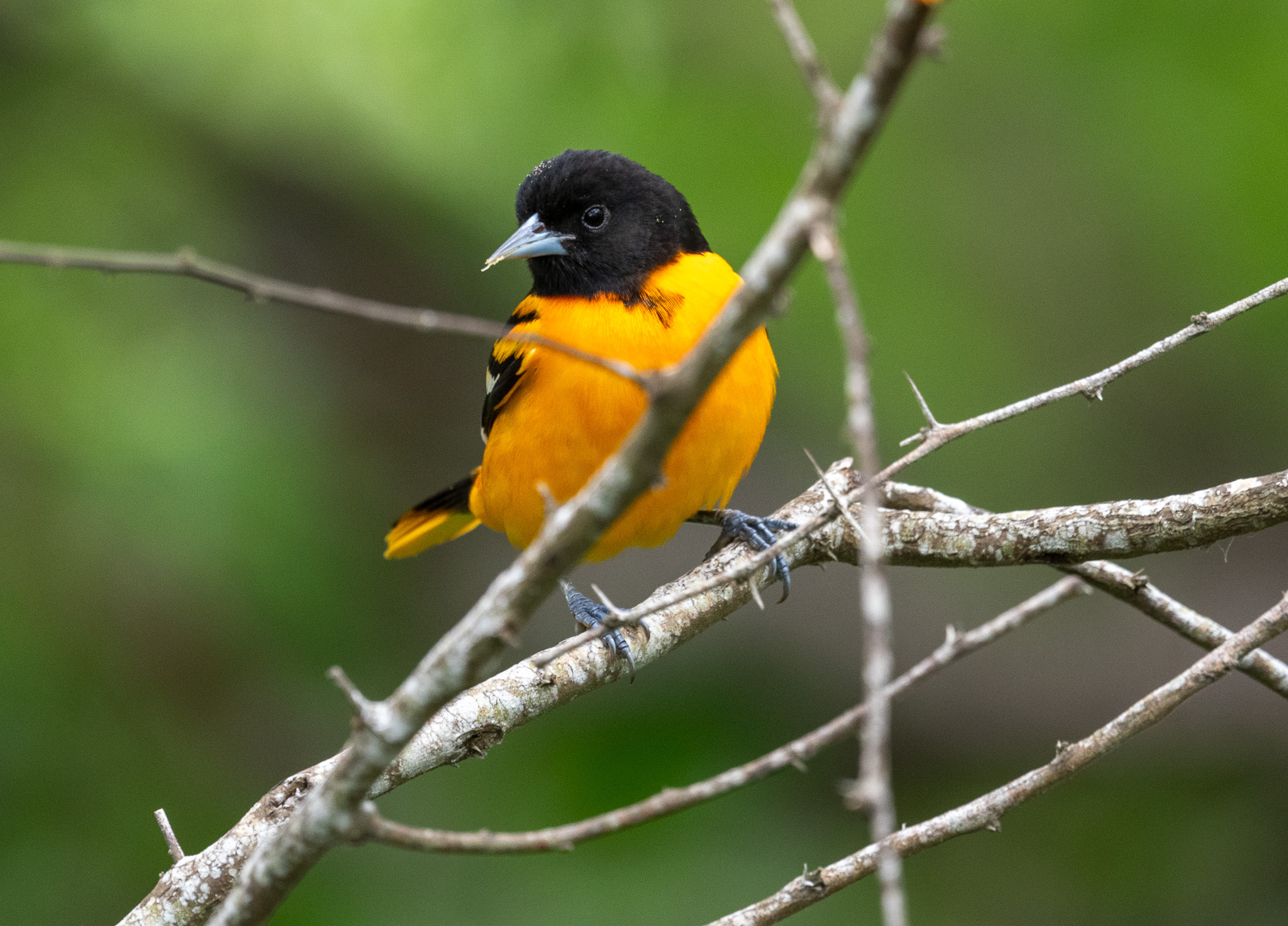 Spring Migration on South Padre Island, Texas - 10,000 Birds