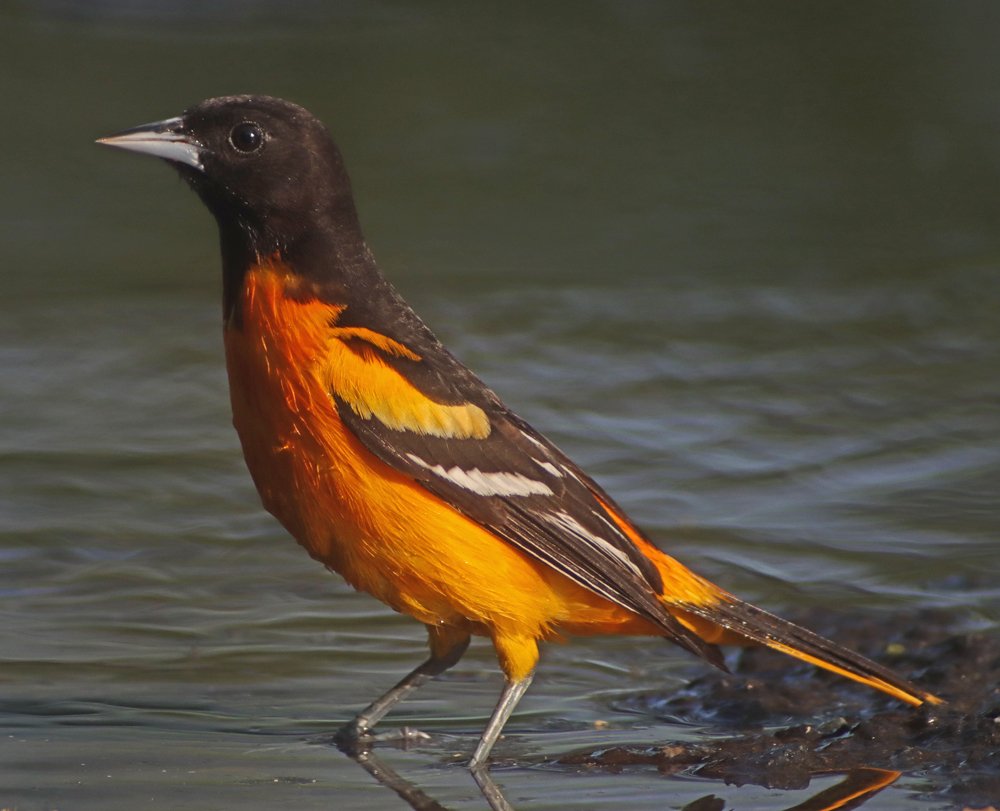 A Quick Visit to a Mud Puddle - 10,000 Birds
