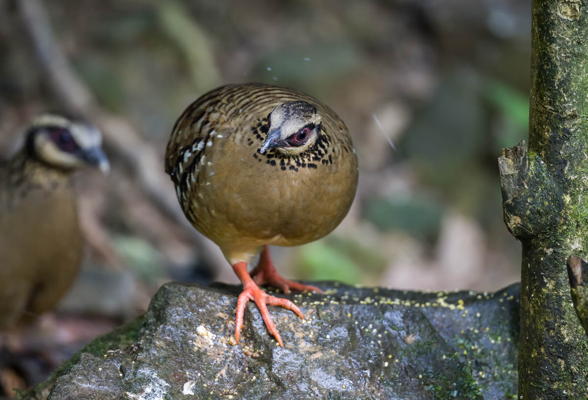 Birding Napo, Guangxi, China - part 1 - 10,000 Birds