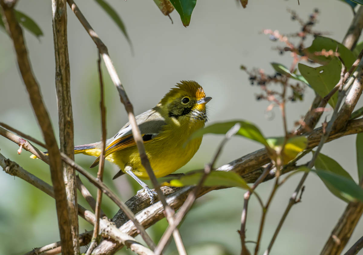 Birding The Datang Area, Yunnan - 10,000 Birds