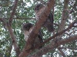 Barking Owls in Broome - 10,000 Birds