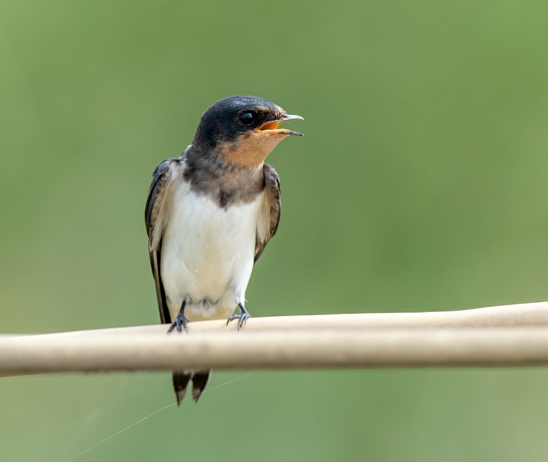 The 20 most common birds in Shanghai (Part 1) - 10,000 Birds