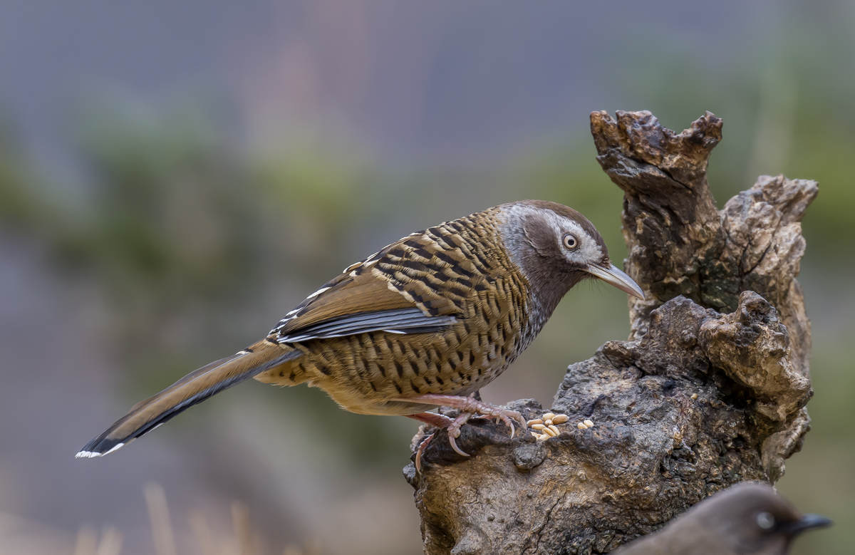 Birding Kangding, Sichuan - 10,000 Birds
