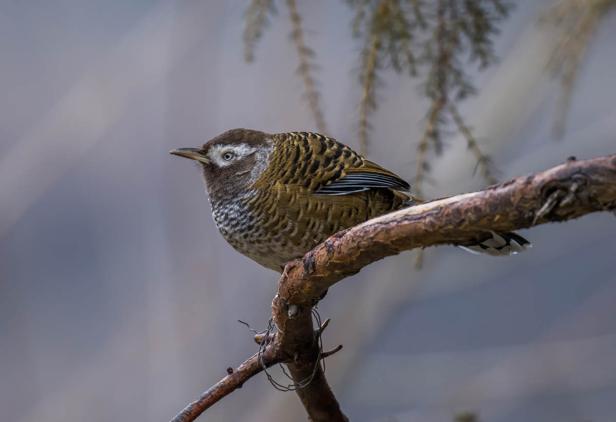 Birding Kangding, Sichuan - 10,000 Birds