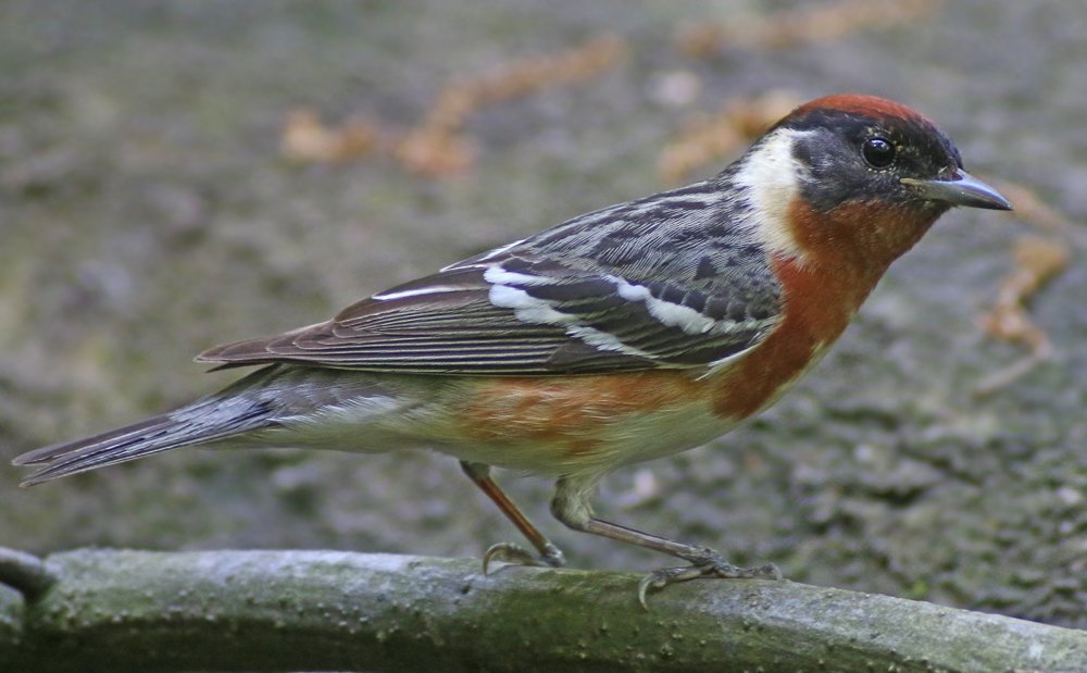 Bay-breasted Warbler Setophaga castanea - 10,000 Birds
