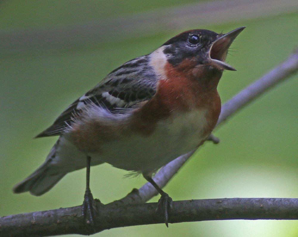 Bay-breasted Warbler Setophaga castanea - 10,000 Birds