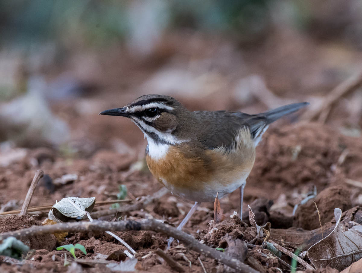 Birding the Kruger Park (6): Pafuri area part 2 - 10,000 Birds
