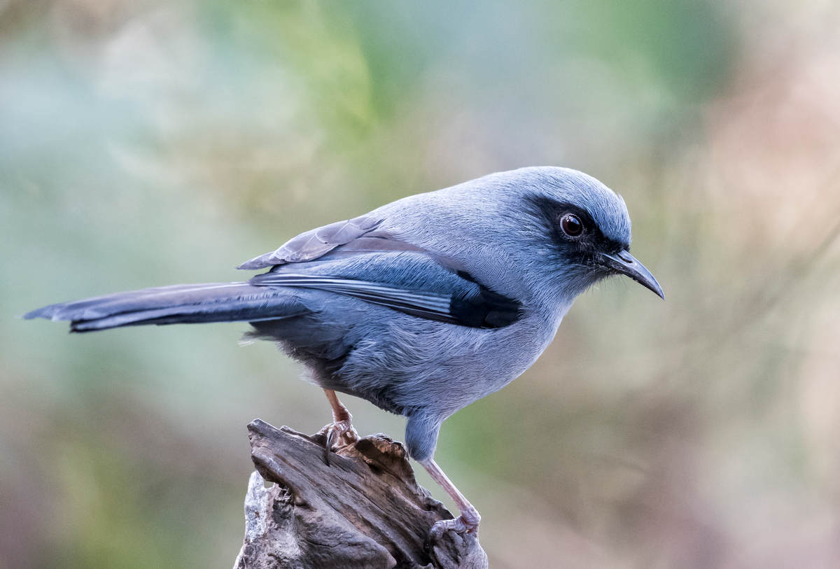 Getting sentimental: Birding at Baihualing, China - 10,000 Birds