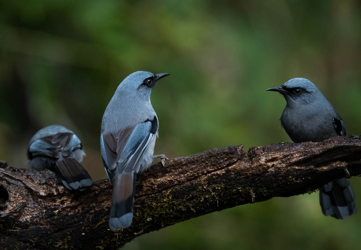 Getting sentimental: Birding at Baihualing, China - 10,000 Birds