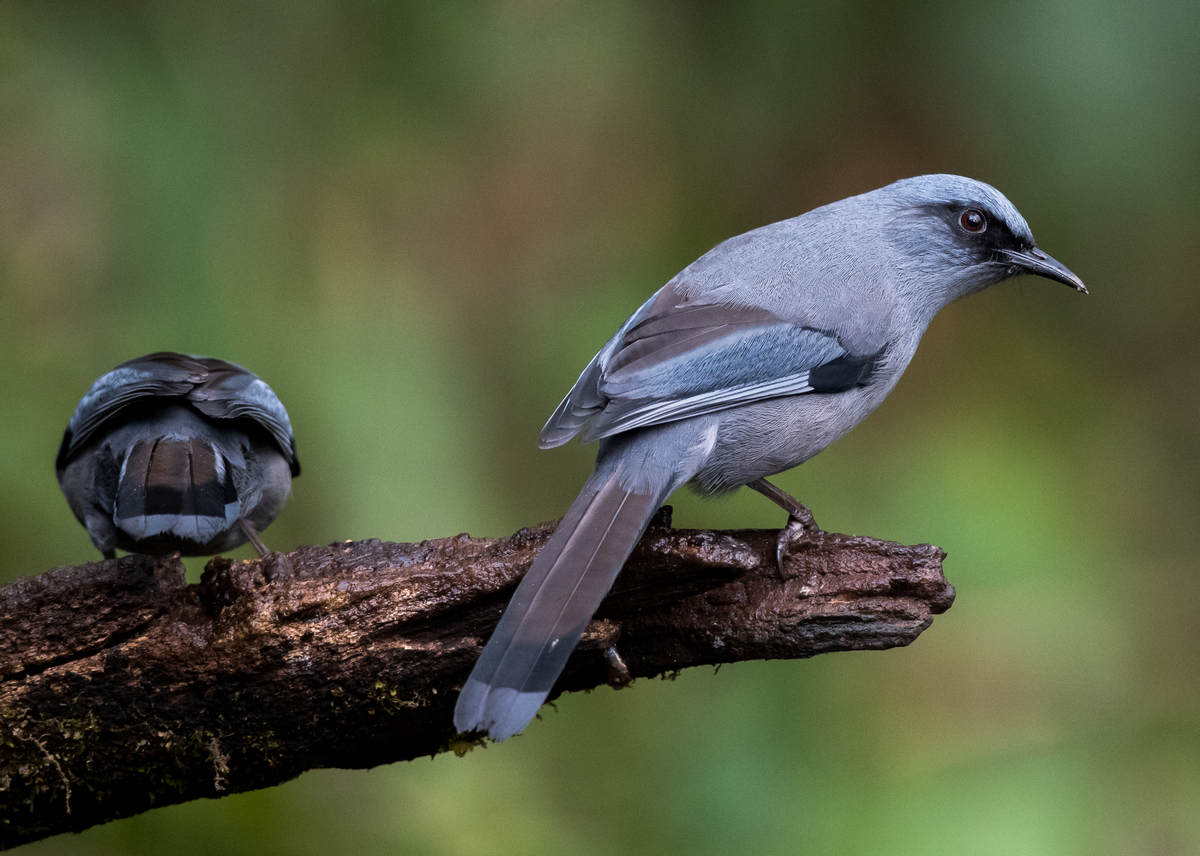 Getting sentimental: Birding at Baihualing, China - 10,000 Birds