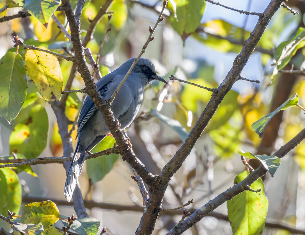 Birding Tengchong, Yunnan (again) - 10,000 Birds