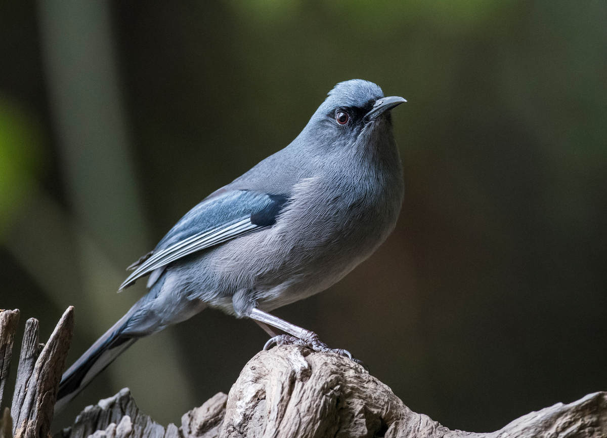 Getting sentimental: Birding at Baihualing, China - 10,000 Birds