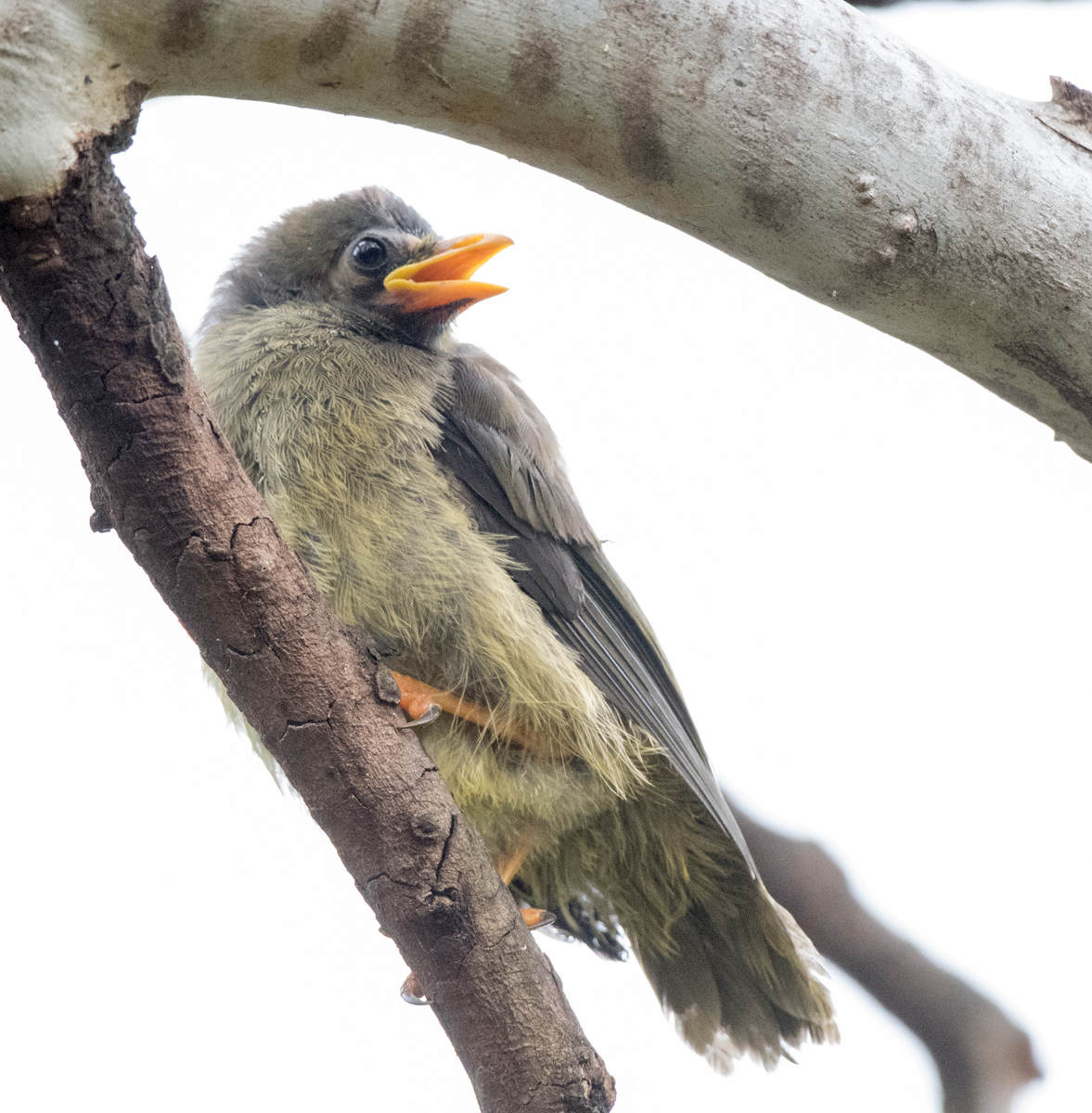 15 Australian Birds (Episode 7) - 10,000 Birds