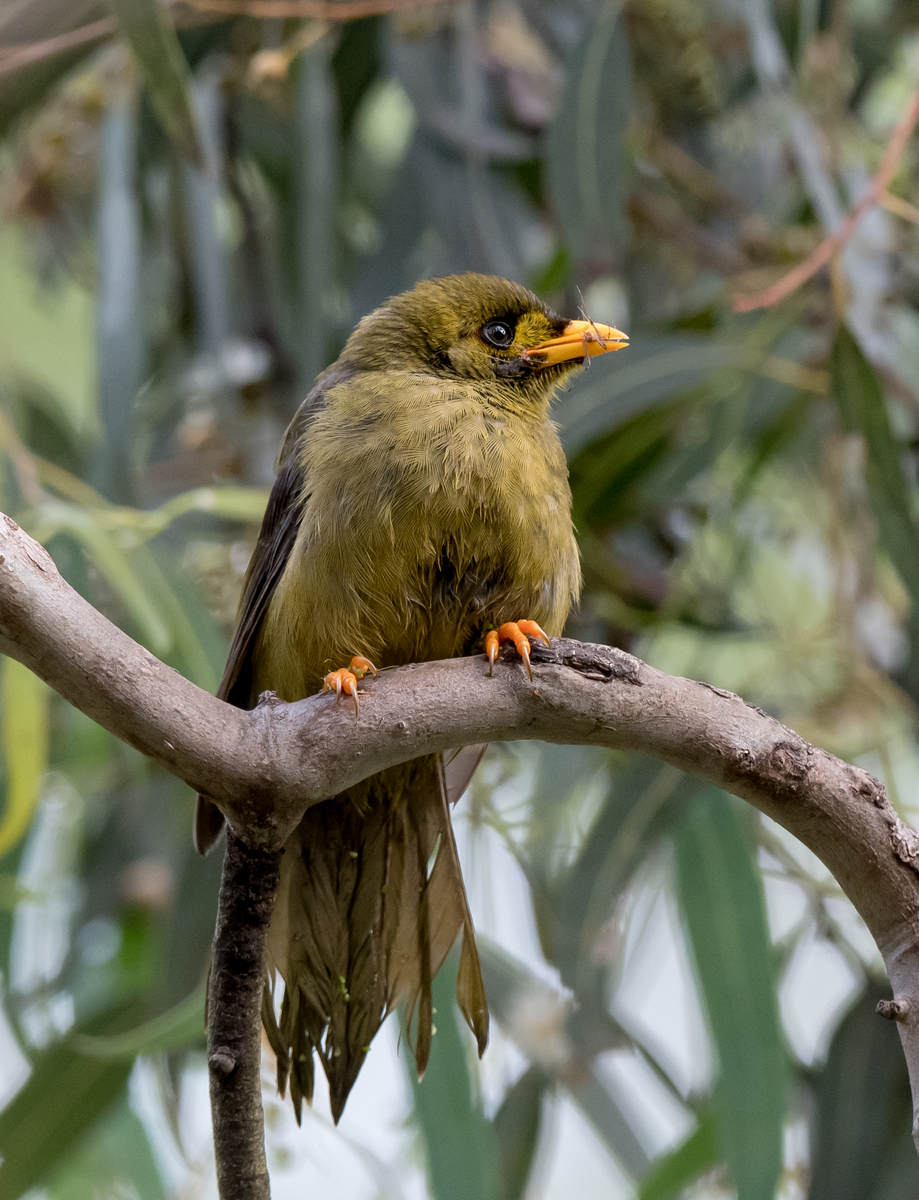 15 Australian Birds (Episode 7) - 10,000 Birds